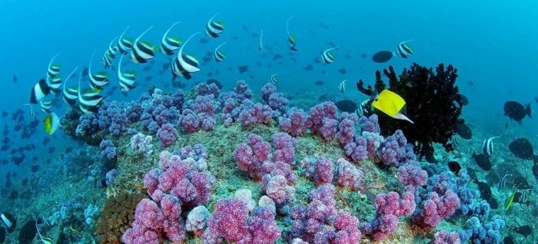 [WeTour] The untouched diving paradise of the Eritrean Red Sea ...