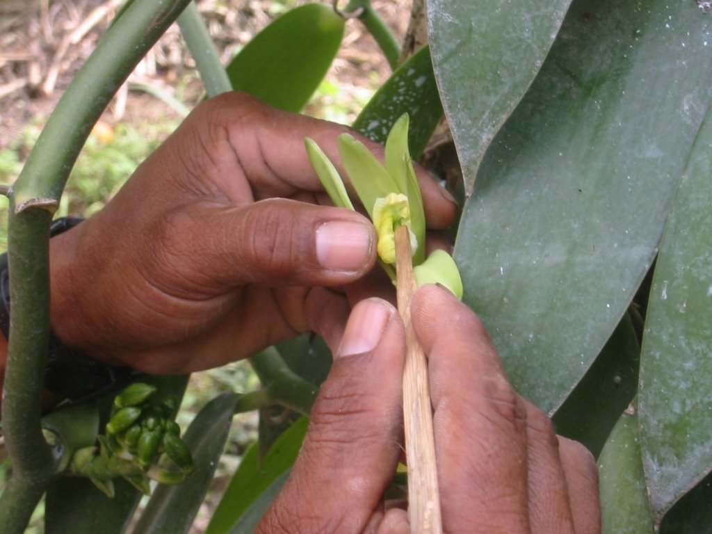 Edmond Albius, the slave African child who created the multimillion ...