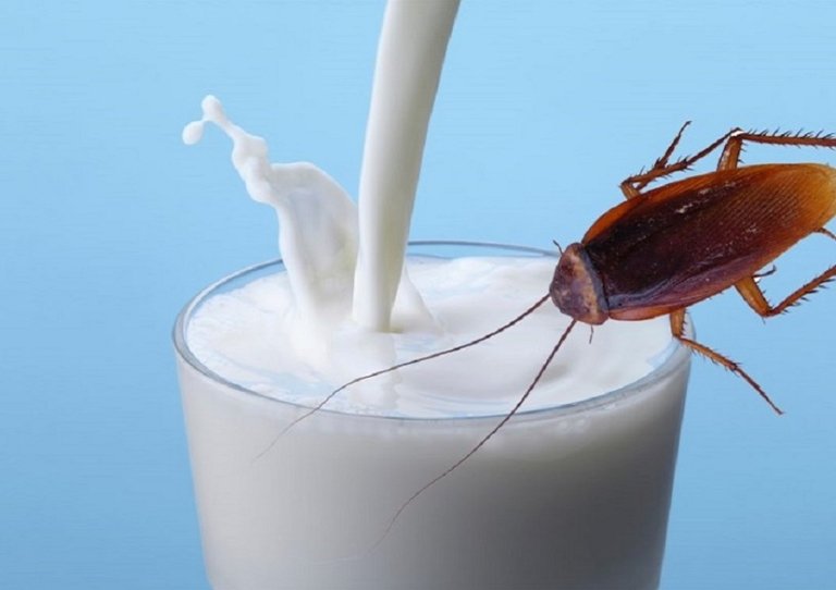 South Africans in shock as special milk from insects enters market ...