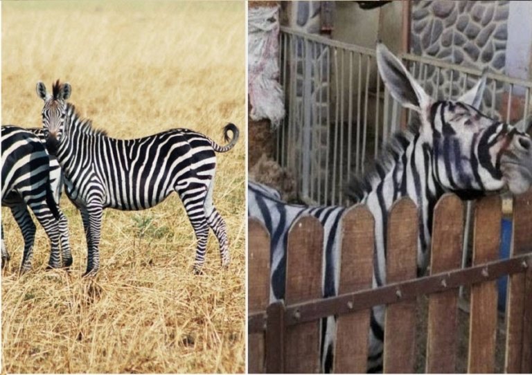 Egyptian zoo under fire for 'painting' donkey to look like a zebra ...