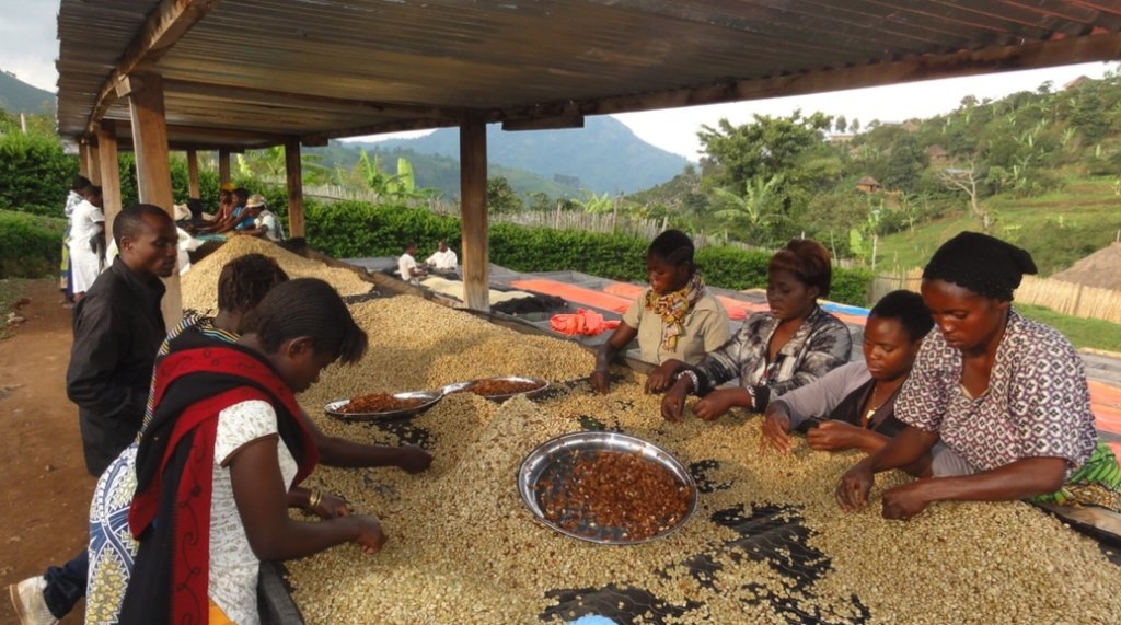 The best coffee is from Africa and these 10 brands are proof ...