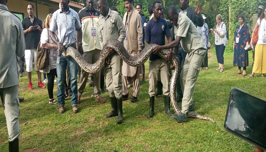 Watch moment crane lifts ‘world’s biggest snake’ that was found in ...