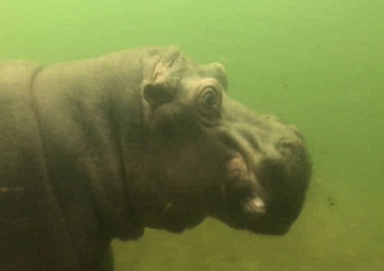 Tracing Egypt’s lost custom of kings killing hippos - Face2Face Africa