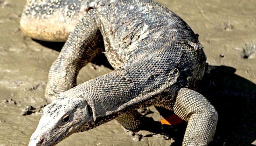 The Art of Skull Elongation by the Mangbetu Tribe in DR COngo ...