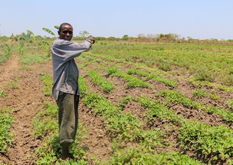 How the French Exploited Peanuts Cultivation to Extend Slavery in ...
