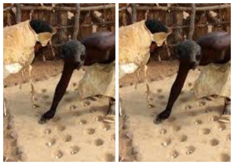 The Living Museum of Damara, where a fascinating lost culture of ...