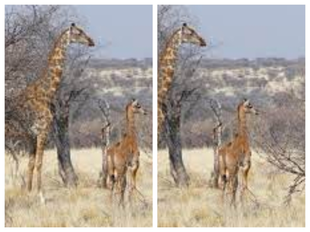 Spotless giraffe sighted in Namibia is the first ever seen in the wild ...