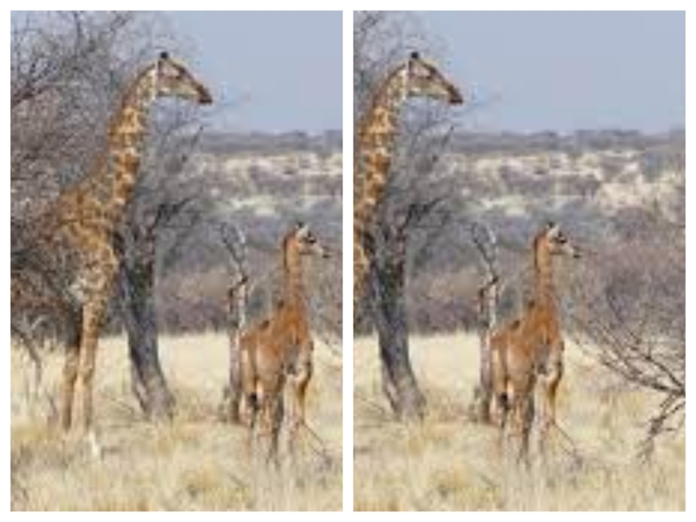 Spotless giraffe sighted in Namibia is the first ever seen in the wild ...