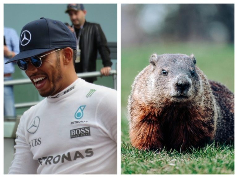 ‘So sad’ - Lewis Hamilton expresses regret over driving over groundhog ...