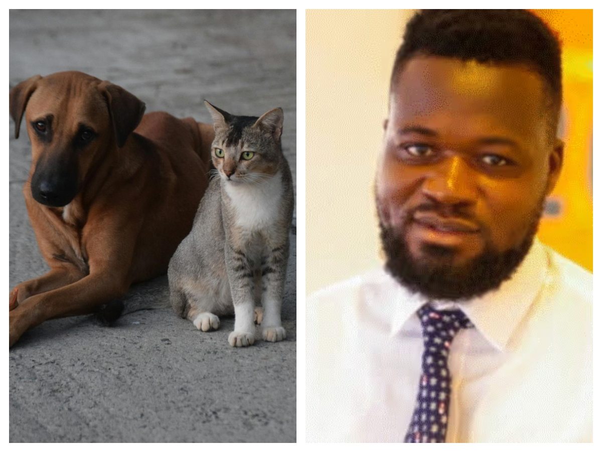 Ghana: Anti-cat and dog meat consumption campaign paused after official ...