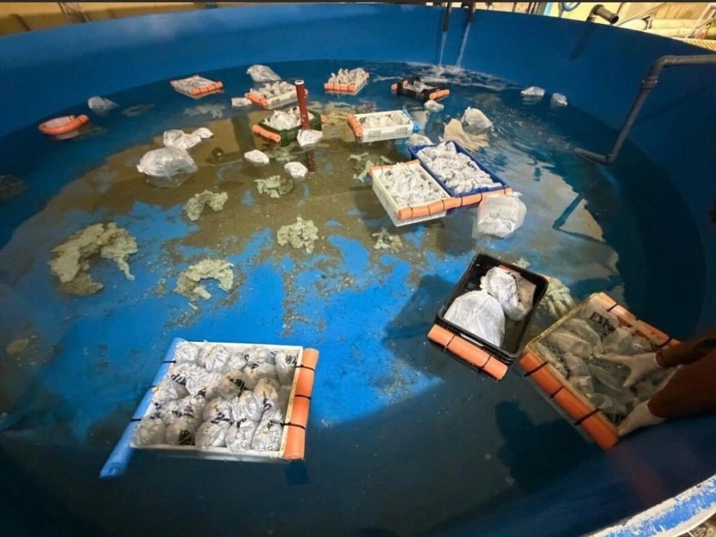 Argentina seizes 700 smuggled marine animals in major Kenya wildlife ...